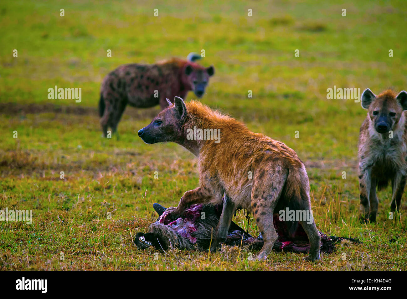 Spotted Hyena with kill, Kenya, Africa Stock Photo - Alamy