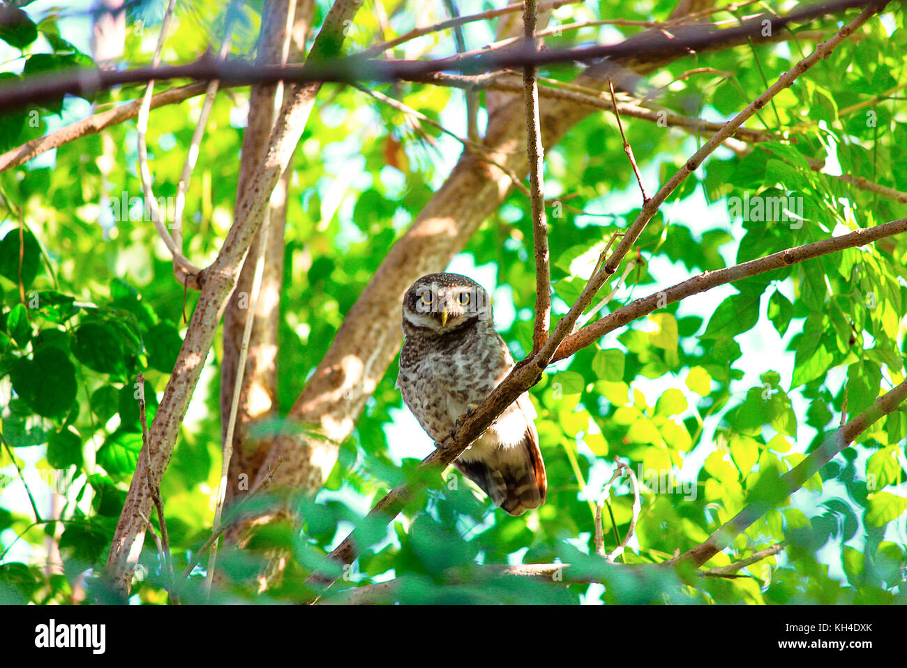 Spotted Owlet, Kanha Tiger Reserve, Madhya Pradesh, India Stock Photo ...