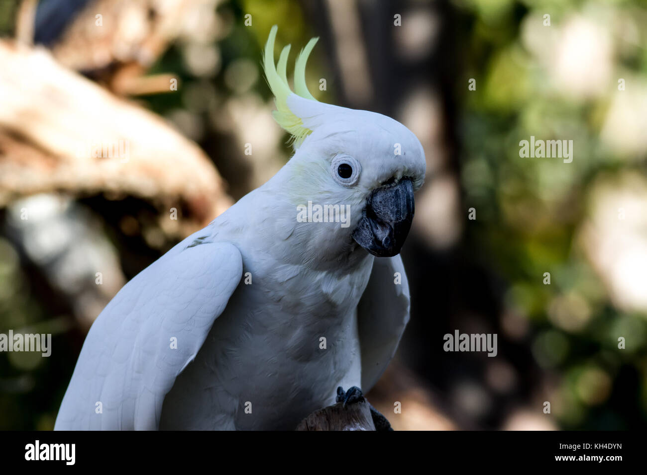 Closeup of cockatoo bird Stock Photo - Alamy