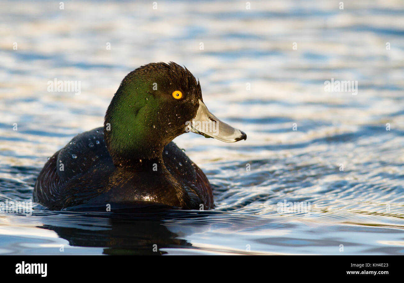 New Zealand Scaup diving duck Aythya novaeseelandiae Stock Photo - Alamy