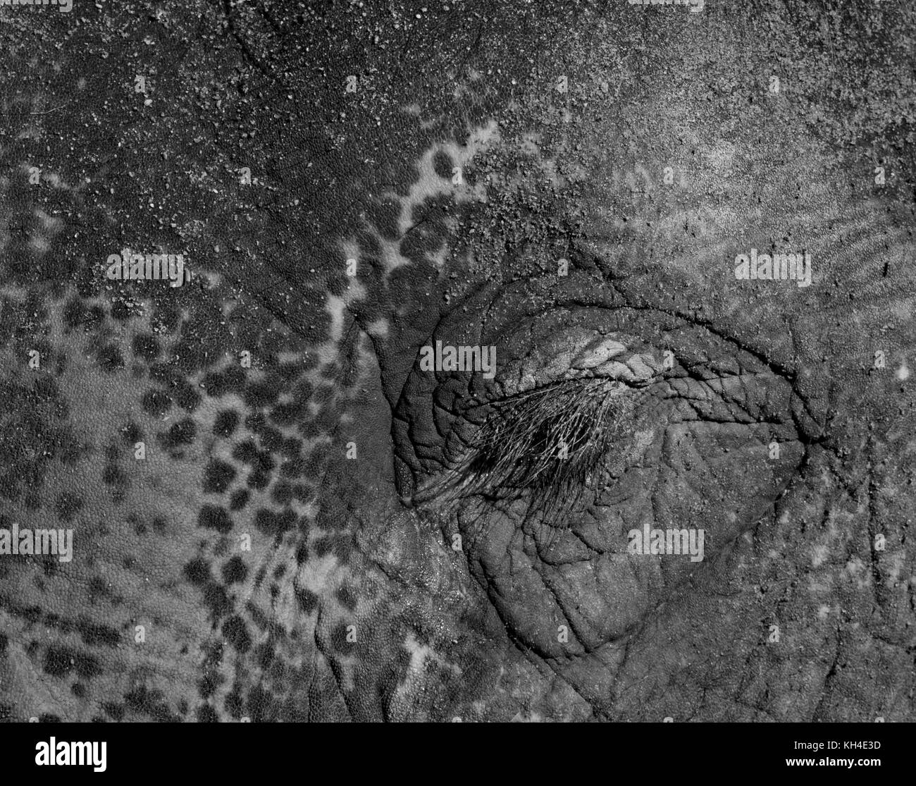 Closeup of elephant eyes Stock Photo - Alamy