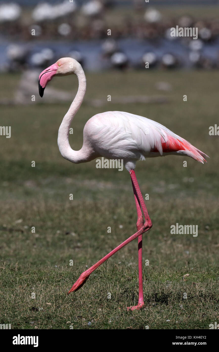 Greater flamingo, Thol, Gujarat, India, Asia, Indian, Asian Stock Photo ...