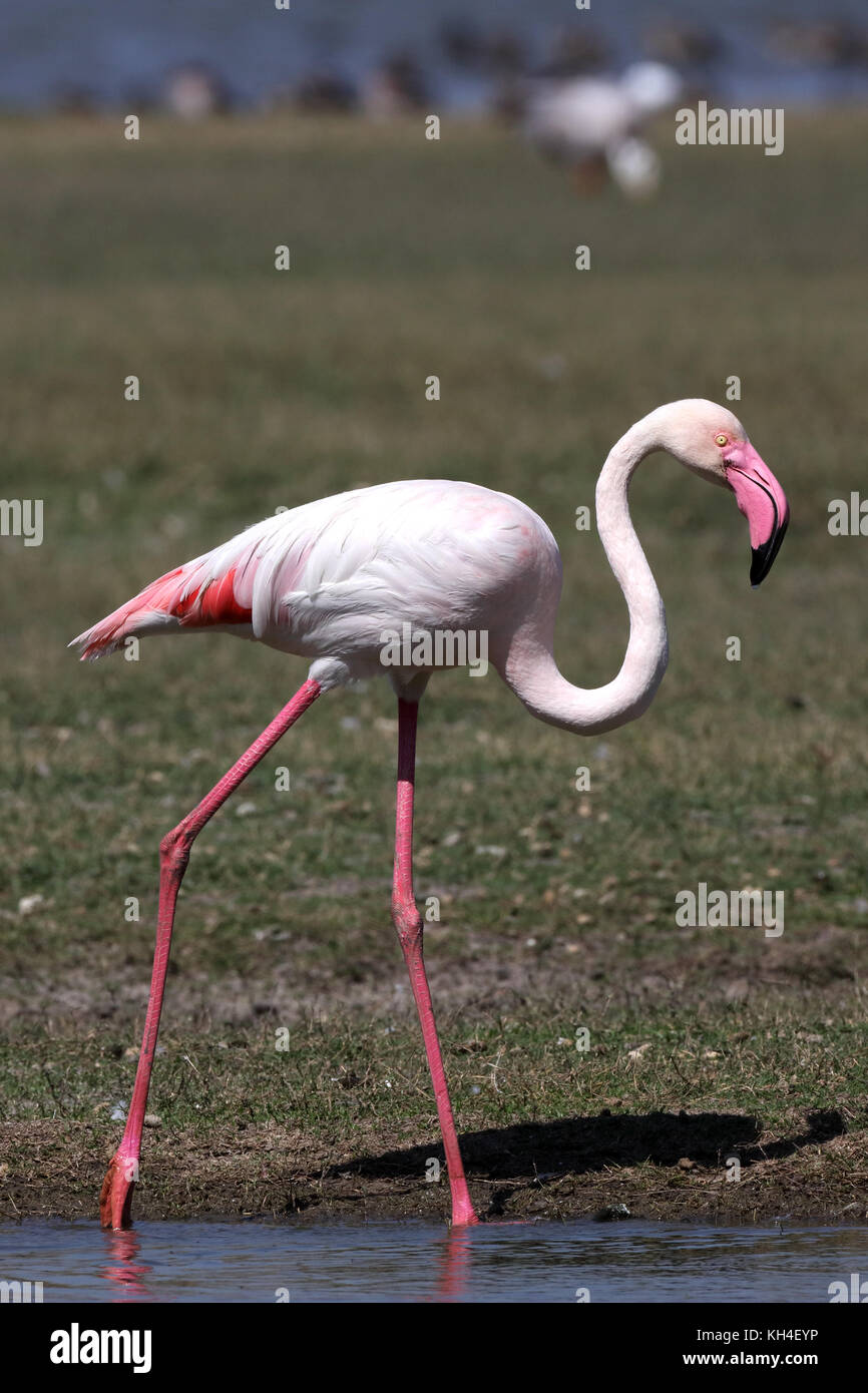 greater flamingo, thol, Gujarat, India, Asia Stock Photo - Alamy