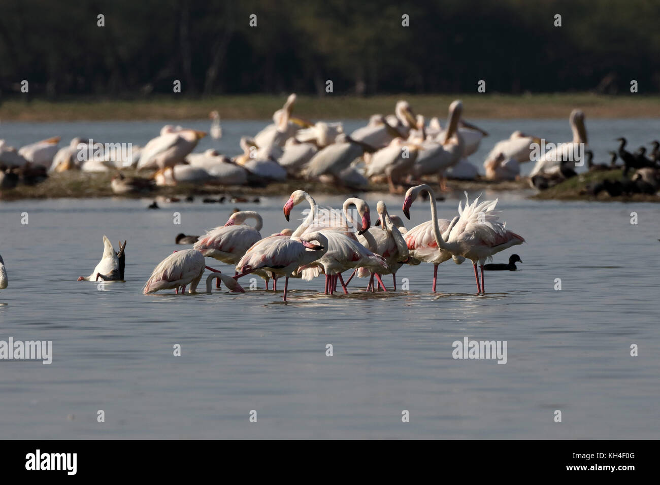 greater flamingo, thol, Gujarat, India, Asia Stock Photo - Alamy