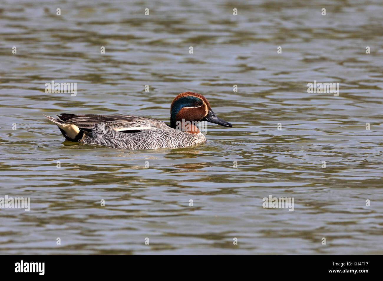 common teal, thol, Gujarat, India, Asia Stock Photo - Alamy