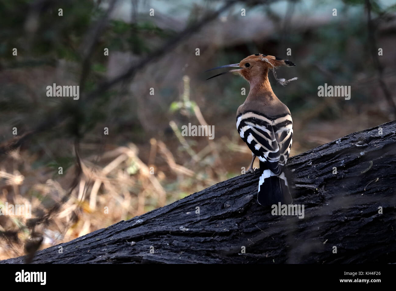 hoopoe bird, thol, Gujarat, India, Asia Stock Photo - Alamy