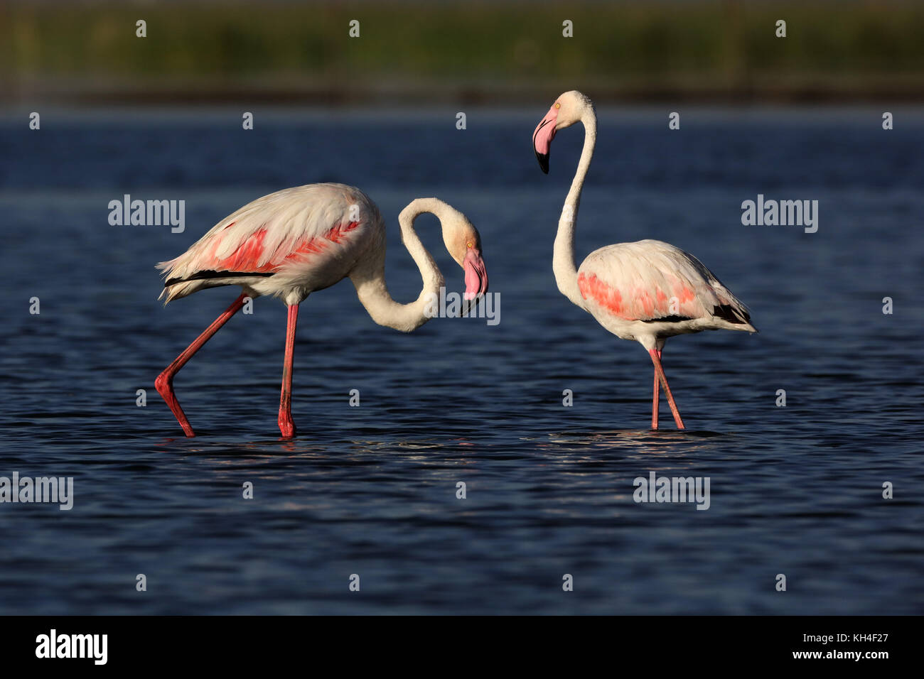 greater flamingo, nalsarovar, Gujarat, India, Asia Stock Photo - Alamy