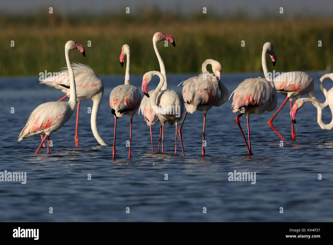 greater flamingo, nalsarovar, Gujarat, India, Asia Stock Photo - Alamy