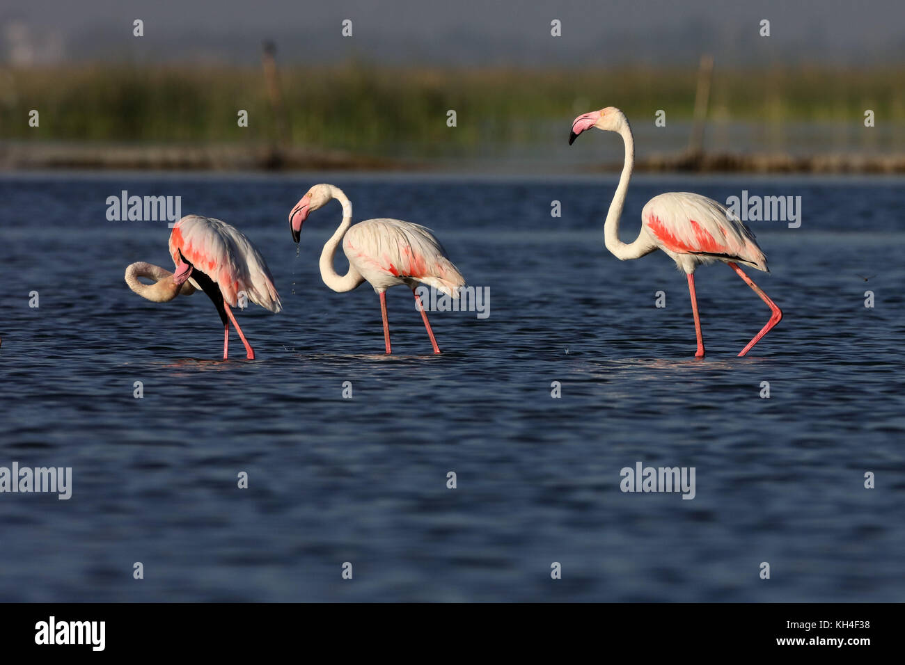 Greater flamingo india hi-res stock photography and images - Alamy