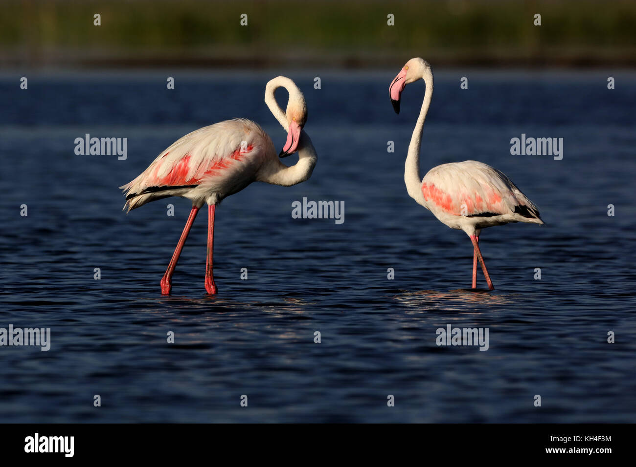 greater flamingo, nalsarovar, Gujarat, India, Asia Stock Photo - Alamy