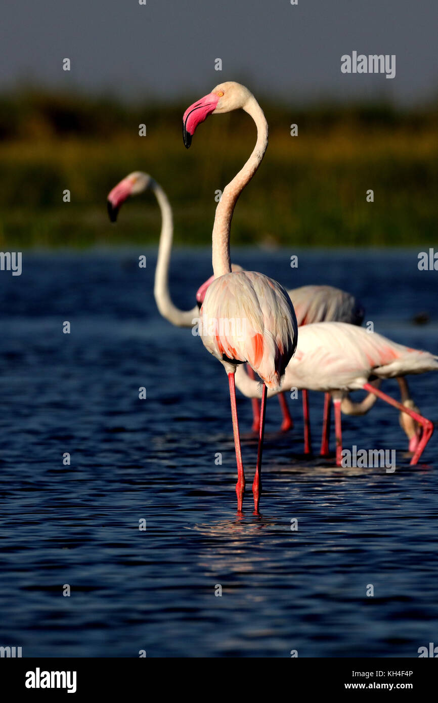 greater flamingo, nalsarovar, Gujarat, India, Asia Stock Photo - Alamy