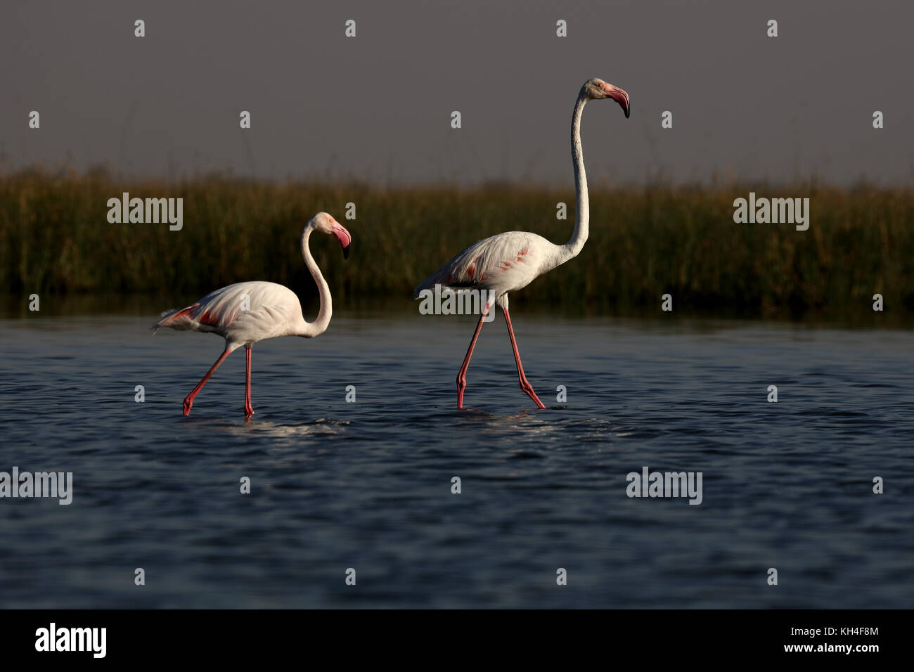 greater flamingo, nalsarovar, Gujarat, India, Asia Stock Photo - Alamy