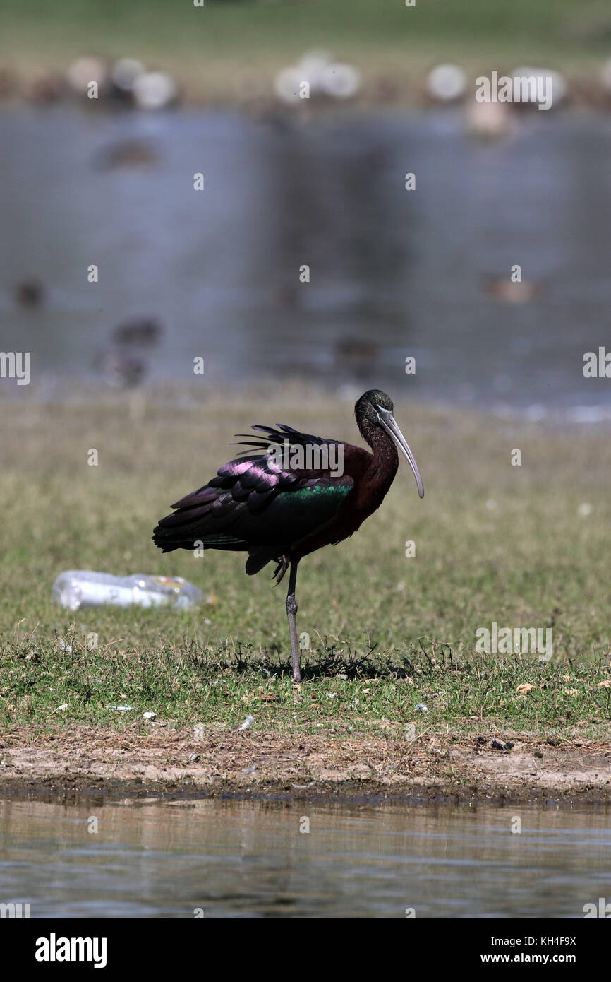 Indian ibis hi-res stock photography and images - Alamy