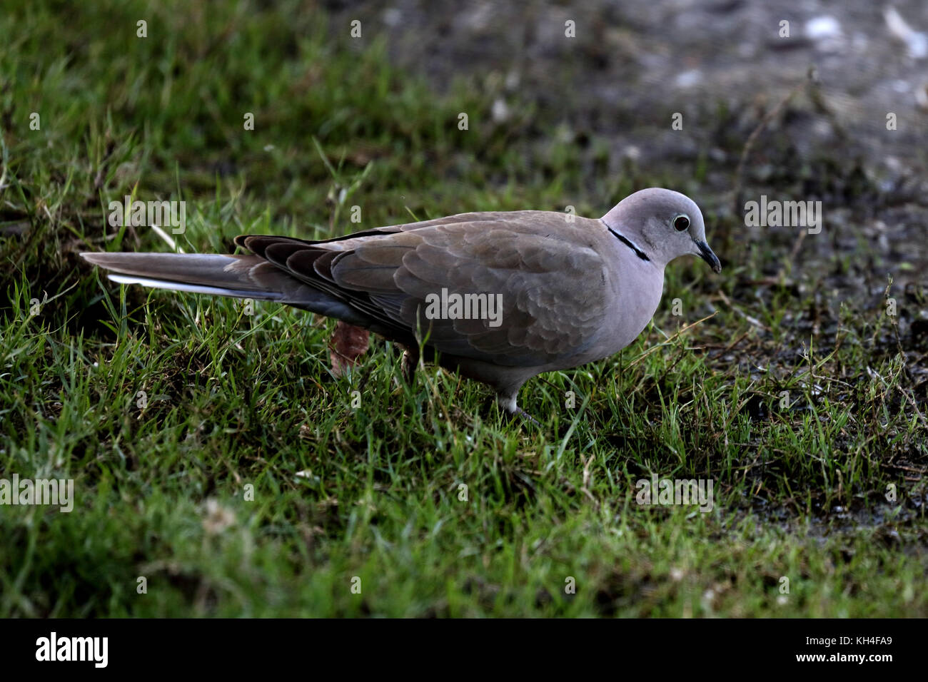 Indian turtle dove hi-res stock photography and images - Alamy