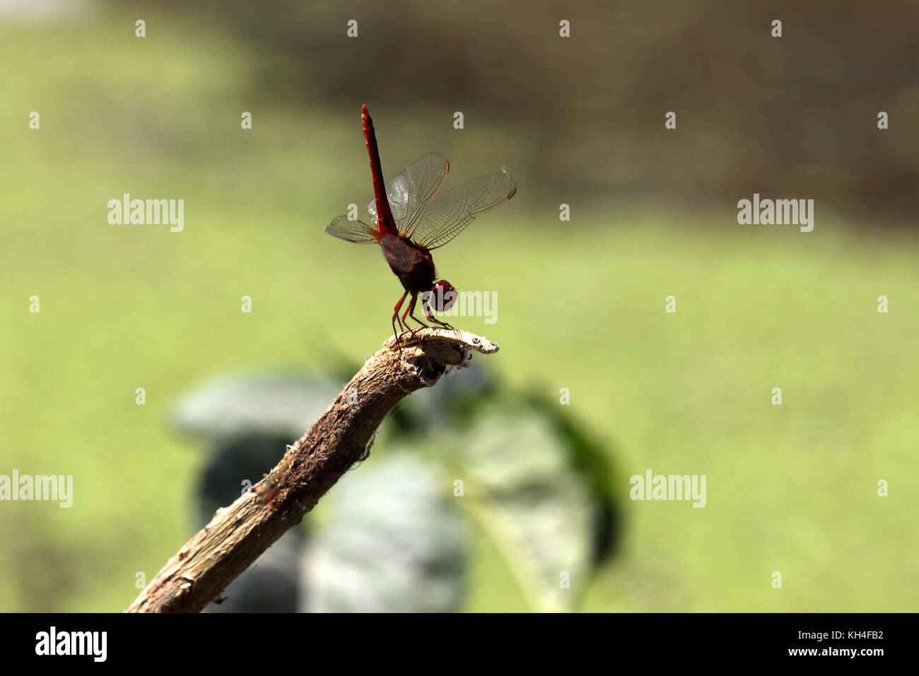 dragonfly, thol, Gujarat, India, Asia - rms 259461 Stock Photo - Alamy