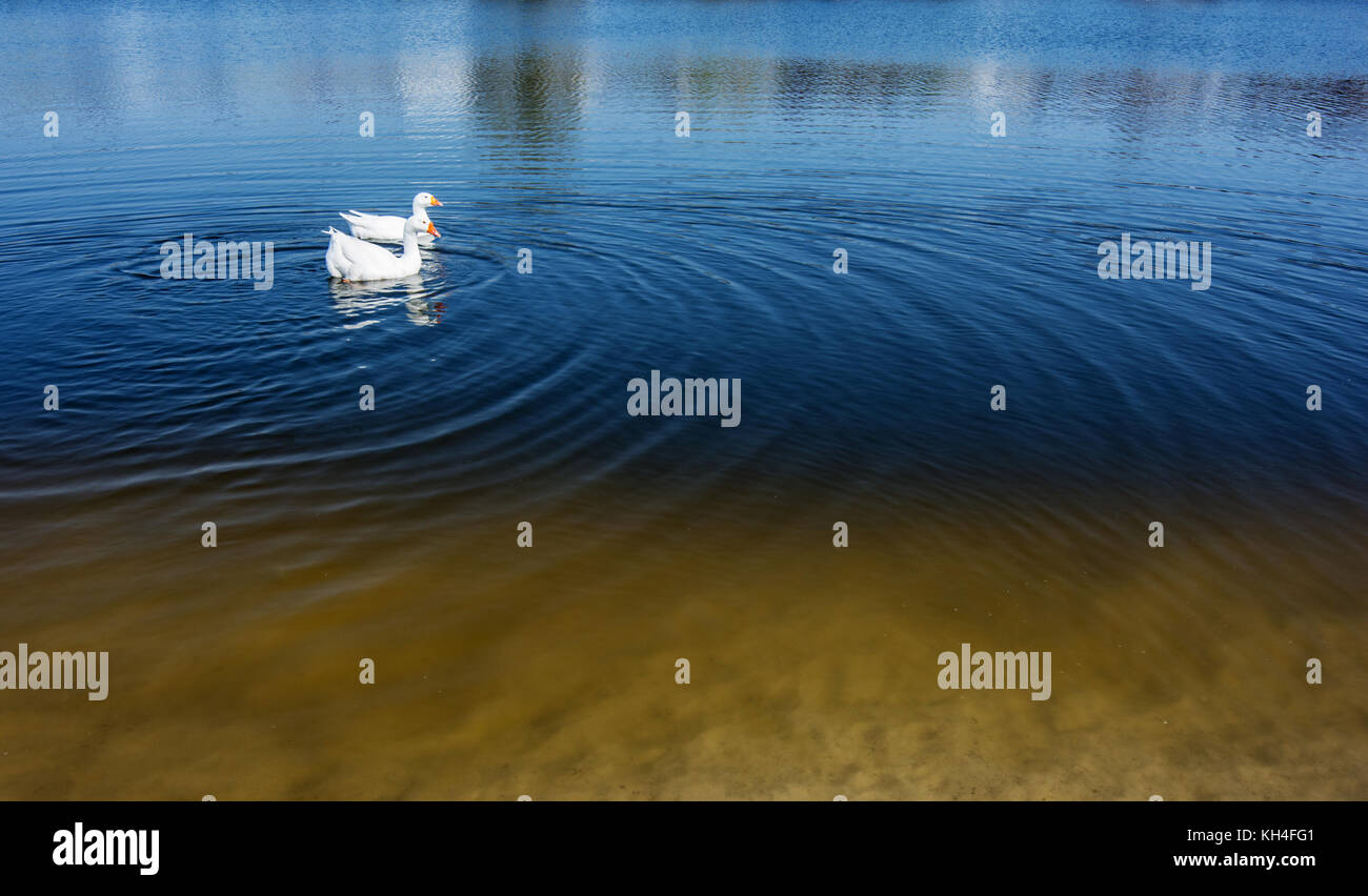 Goosefloatinginwater hi-res stock photography and images - Alamy