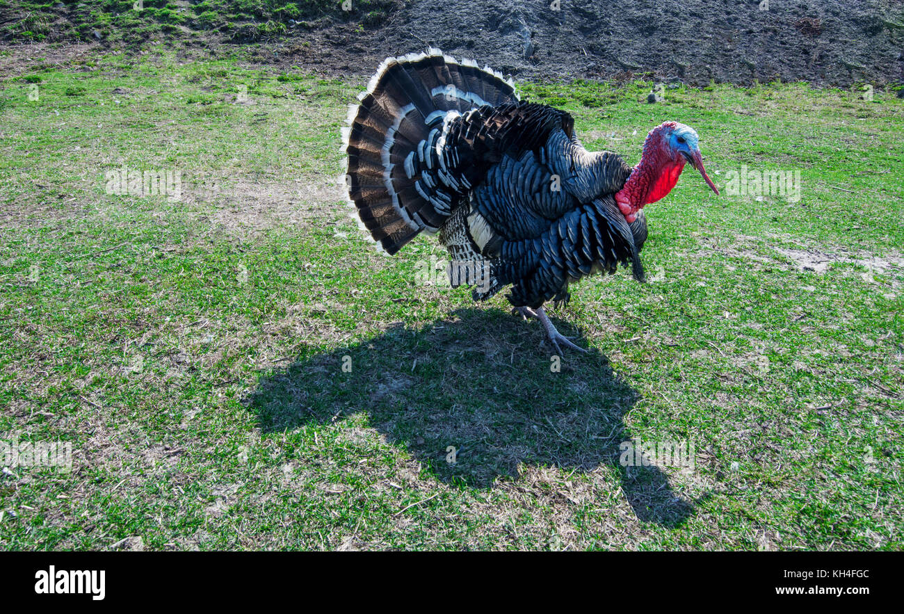 Wild Turkey (Meleagris gallopavo Stock Photo - Alamy