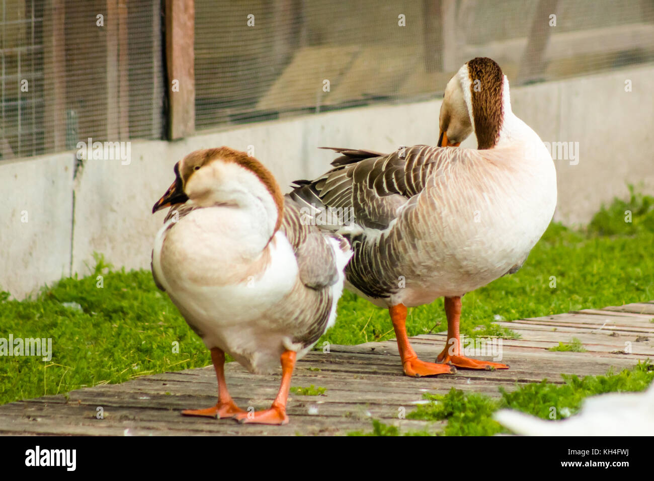 Beautiful geese stand and clean feathers close Stock Photo - Alamy