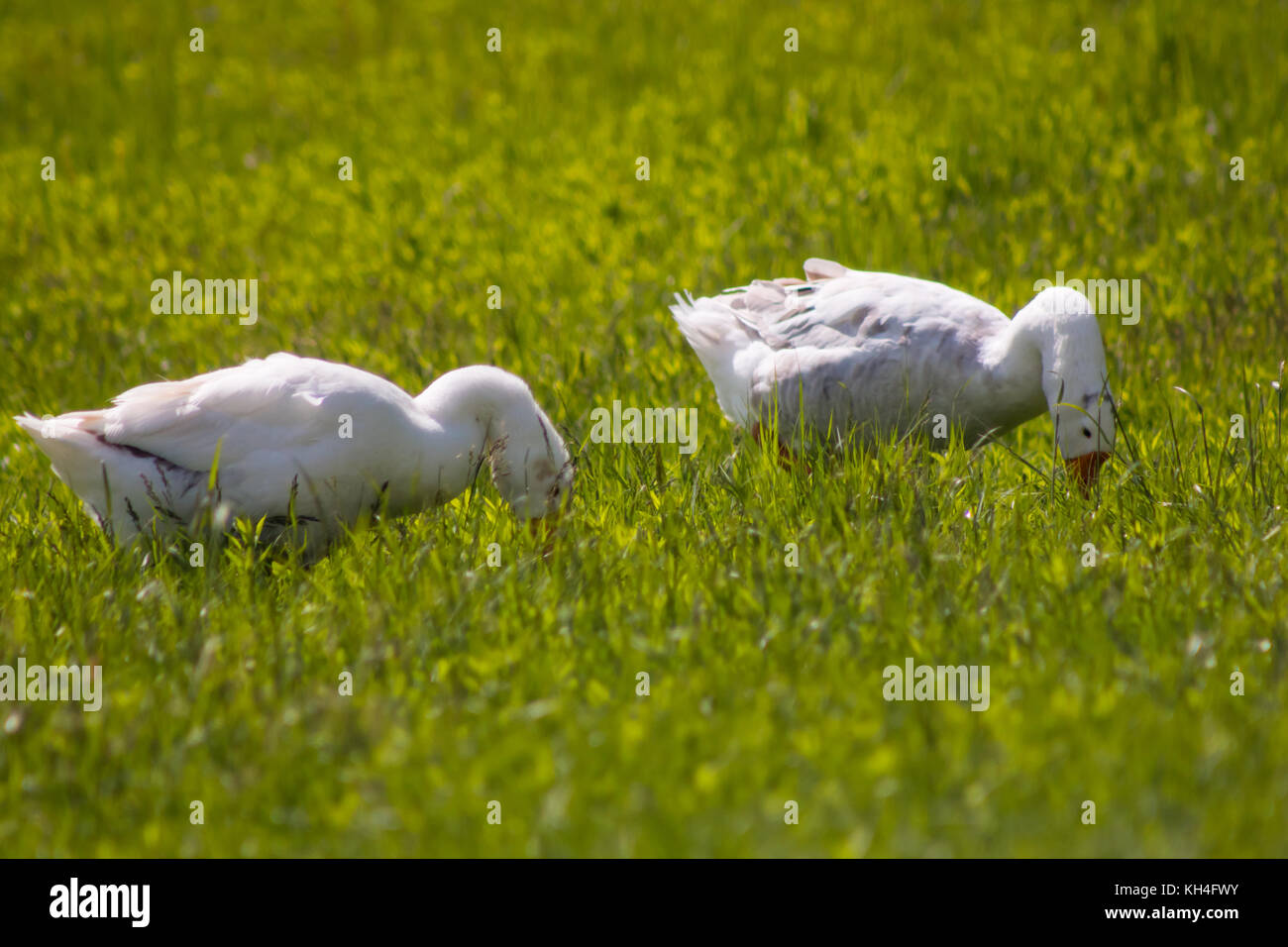 White beautiful geese walking on brightly green grass close Stock Photo ...