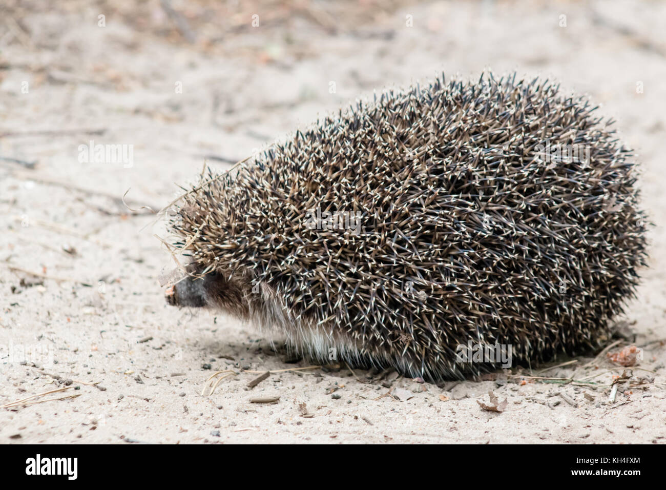 Beautiful hedgehog running along the sandy path in the wild close Stock ...