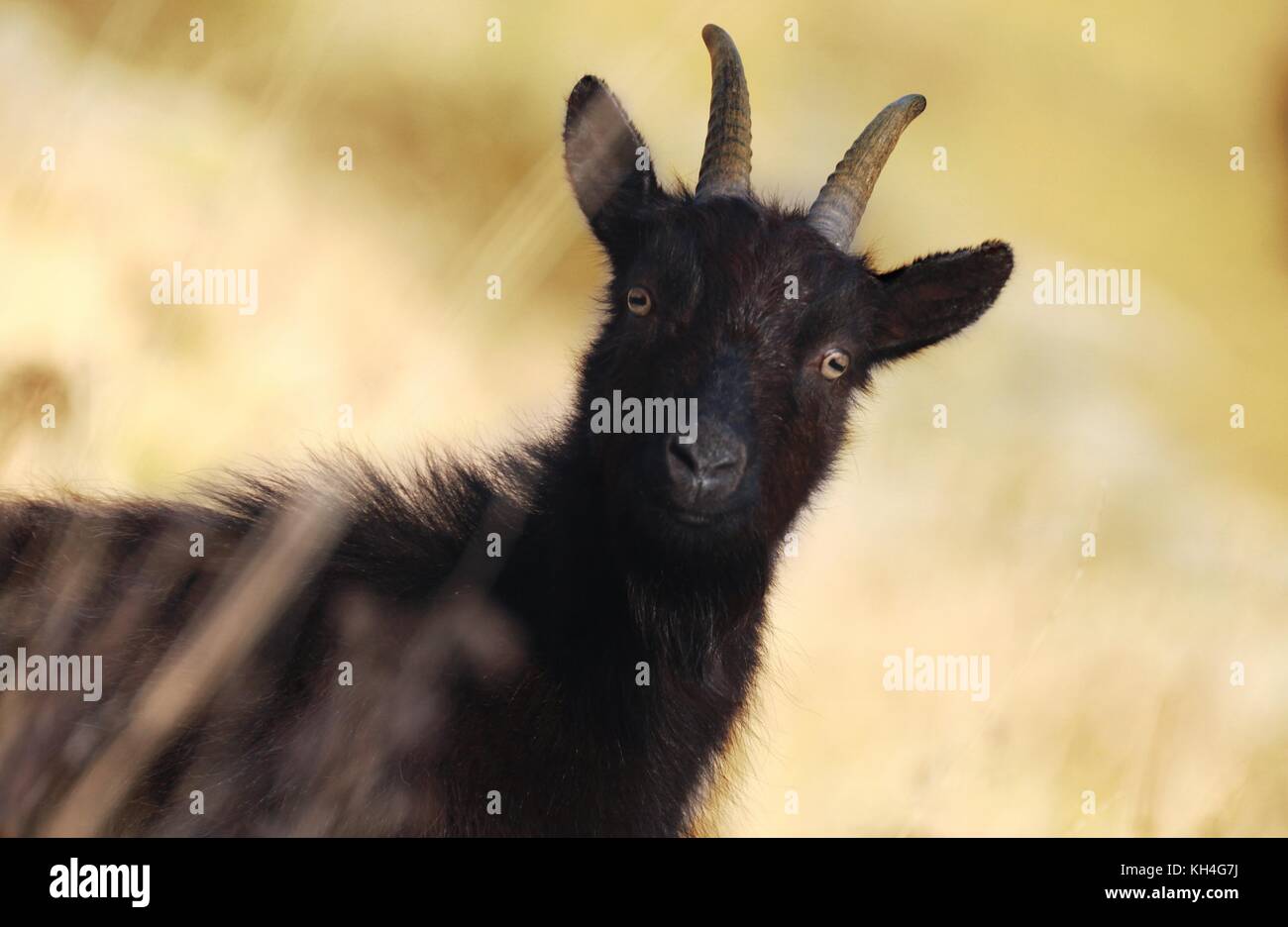 Black goat hi-res stock photography and images - Alamy