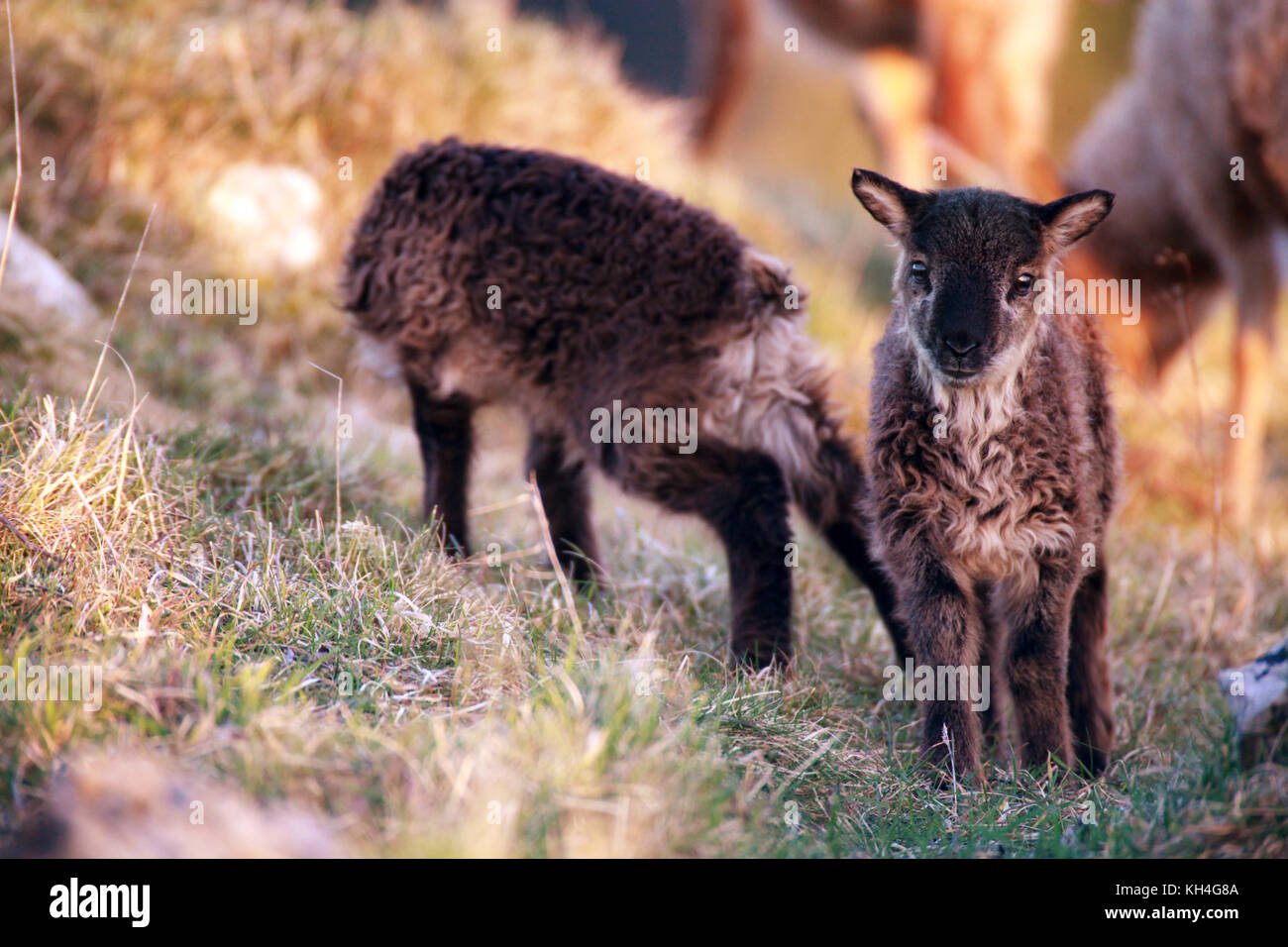 Soay Sheep High Resolution Stock Photography and Images - Alamy