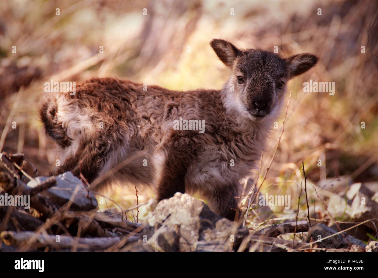 Soay Sheep Scotland High Resolution Stock Photography and Images - Alamy