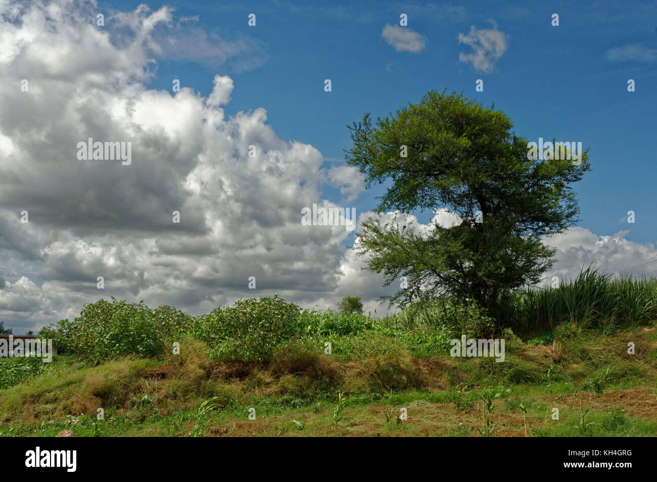 babool tree, narsobawadi, kolhapur, Maharashtra, India, Asia - stp ...