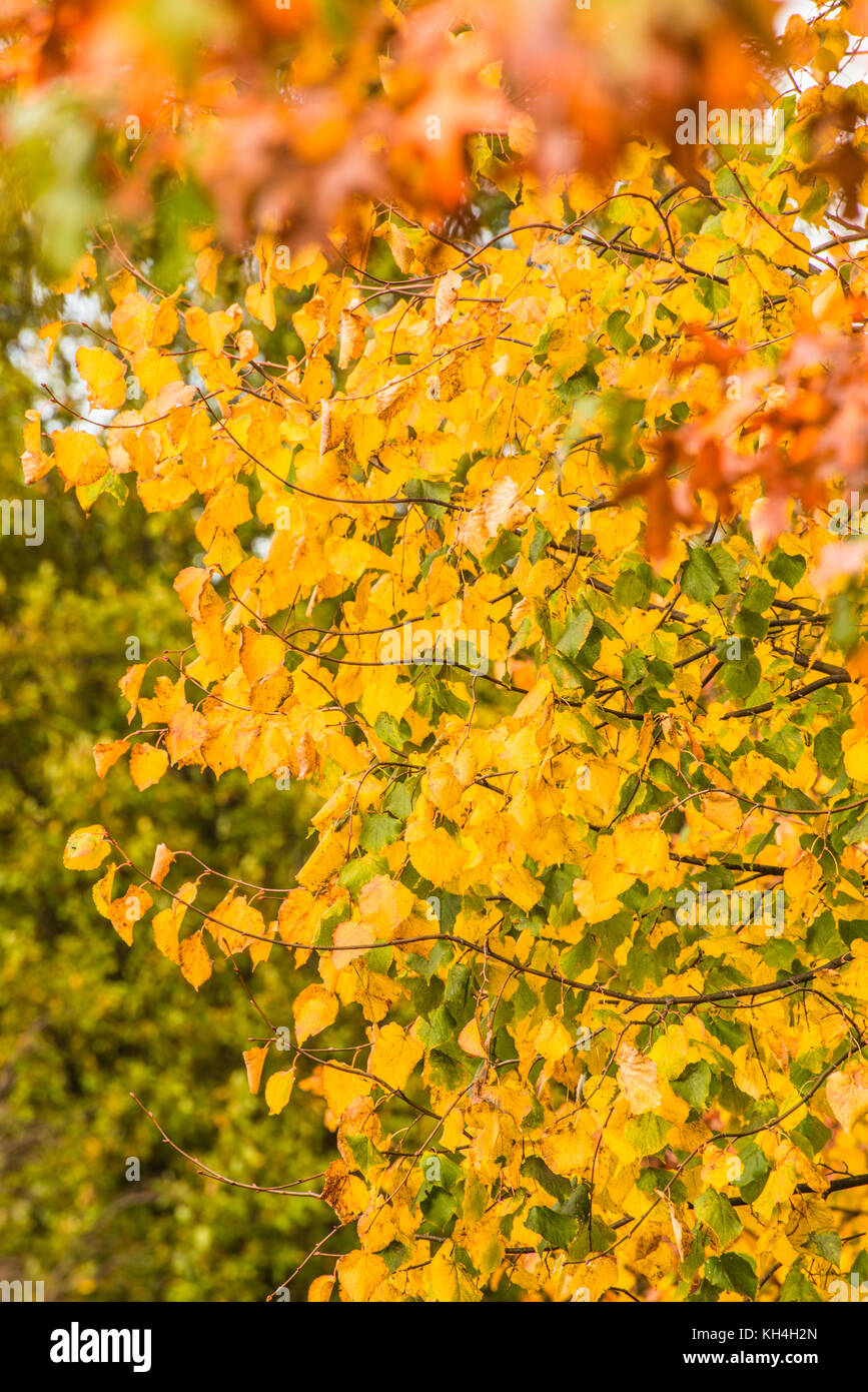 my bright rural tree Ray Boswell Stock Photo - Alamy