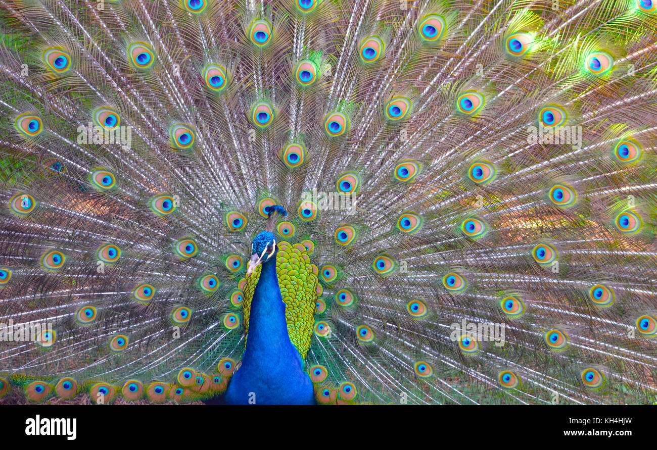 Peacock in full display Stock Photo - Alamy