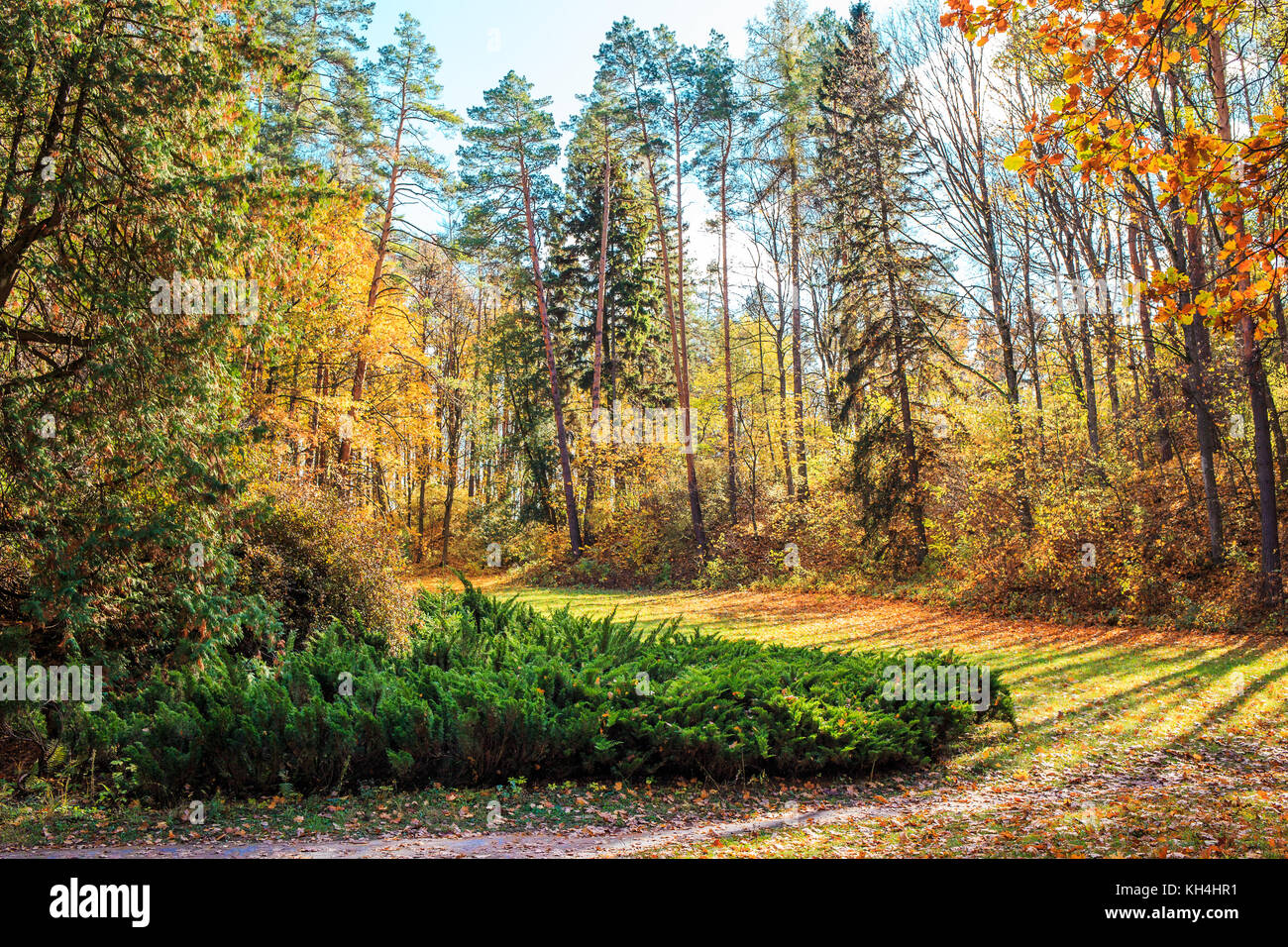 Autumn colors midday in woods hi-res stock photography and images - Alamy