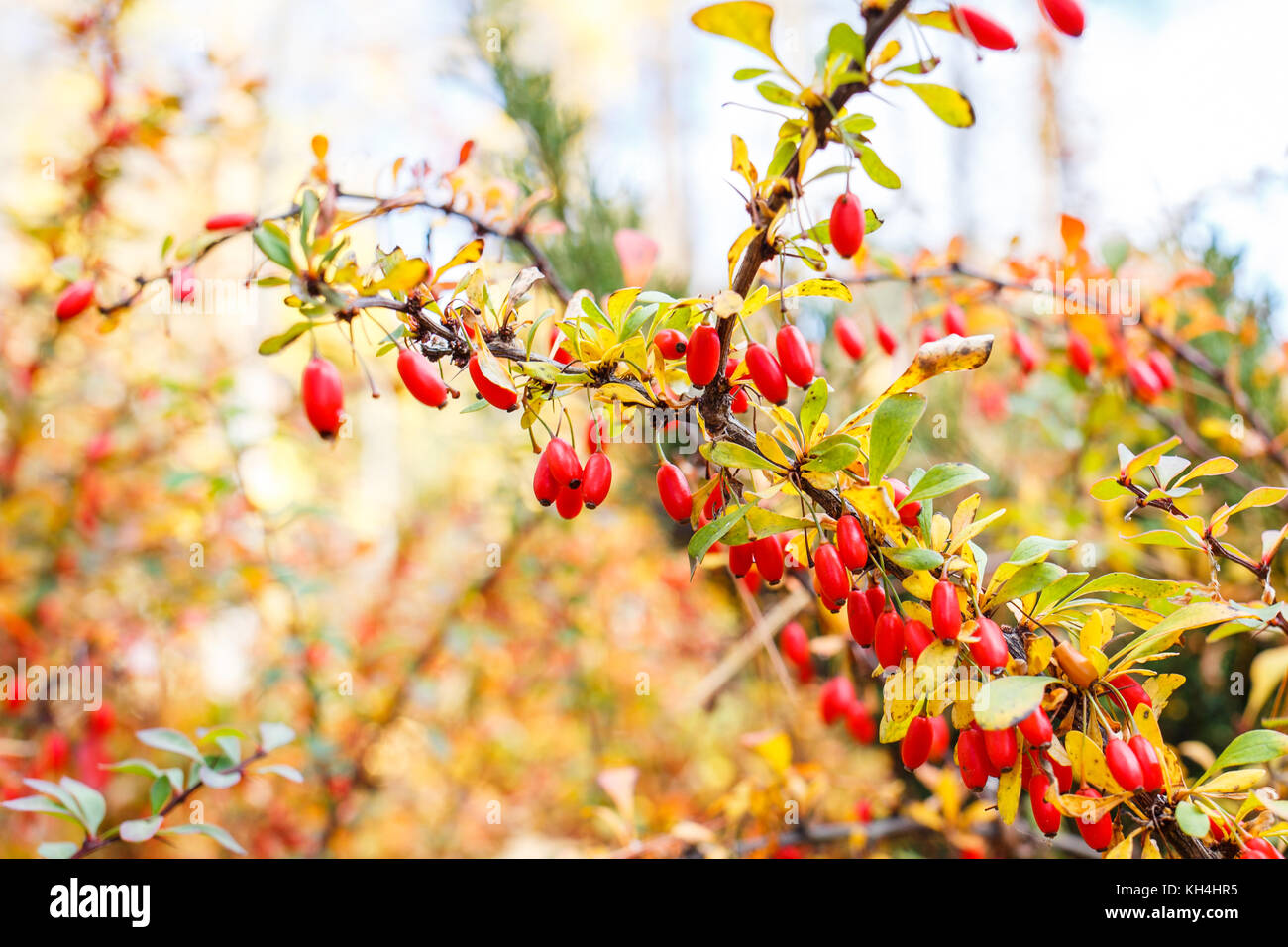 Berberis or Barberry shrub with ripe red berries on twigs Stock Photo ...
