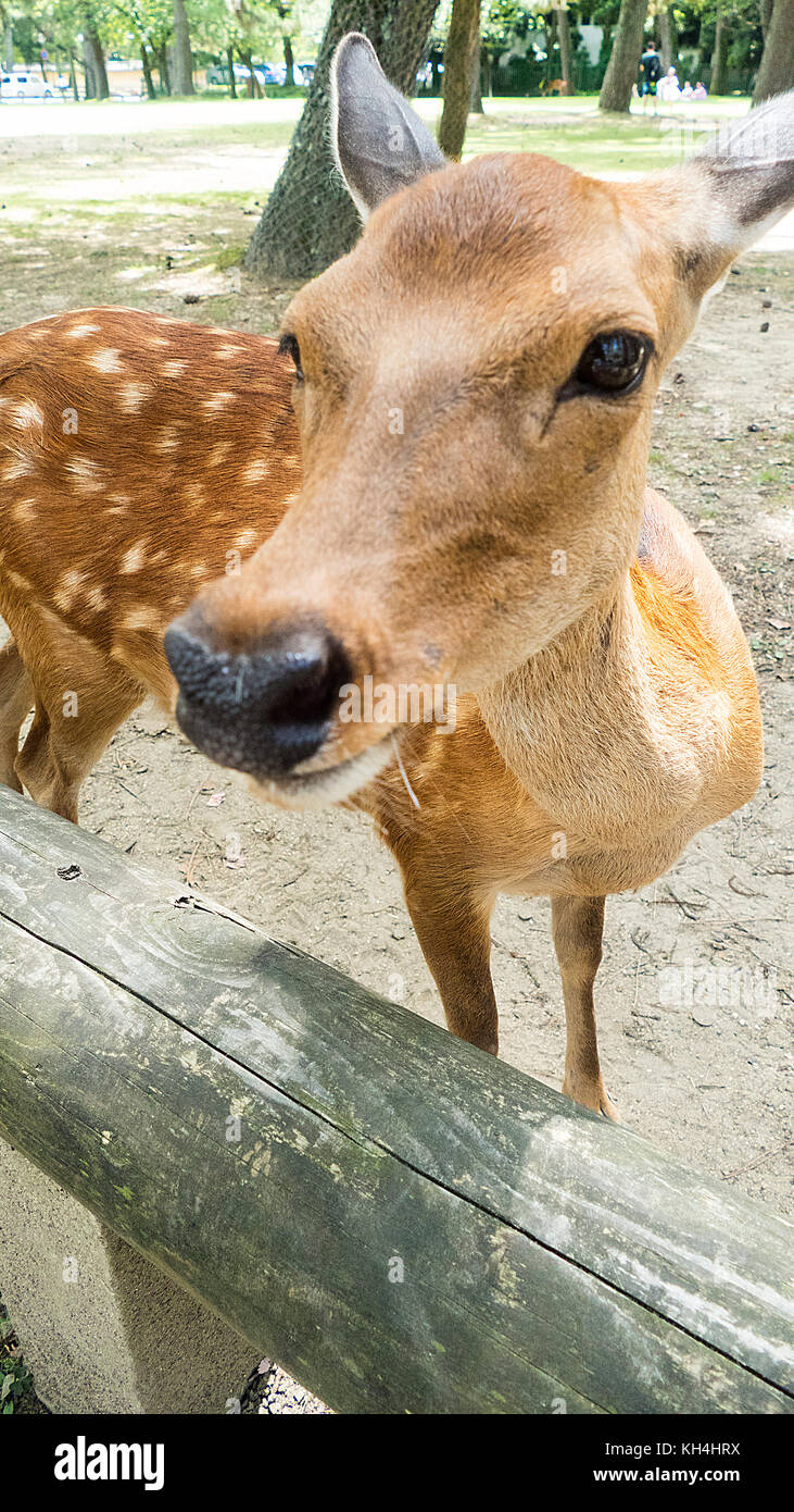 The Young sika deer in Nara Park, Japan. The deer, the symbol of the ...