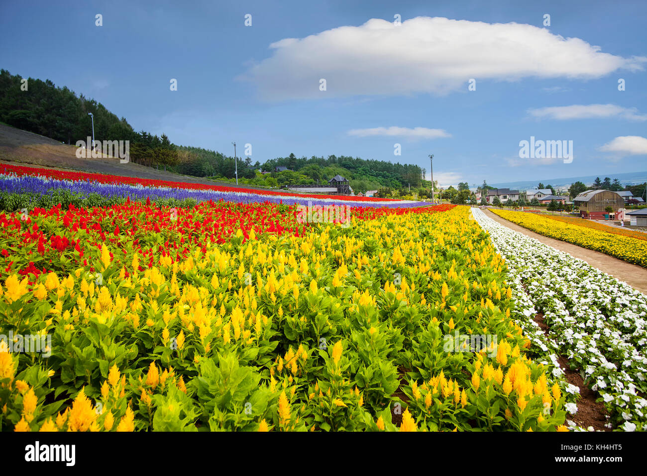Japan flower fields hi-res stock photography and images - Alamy
