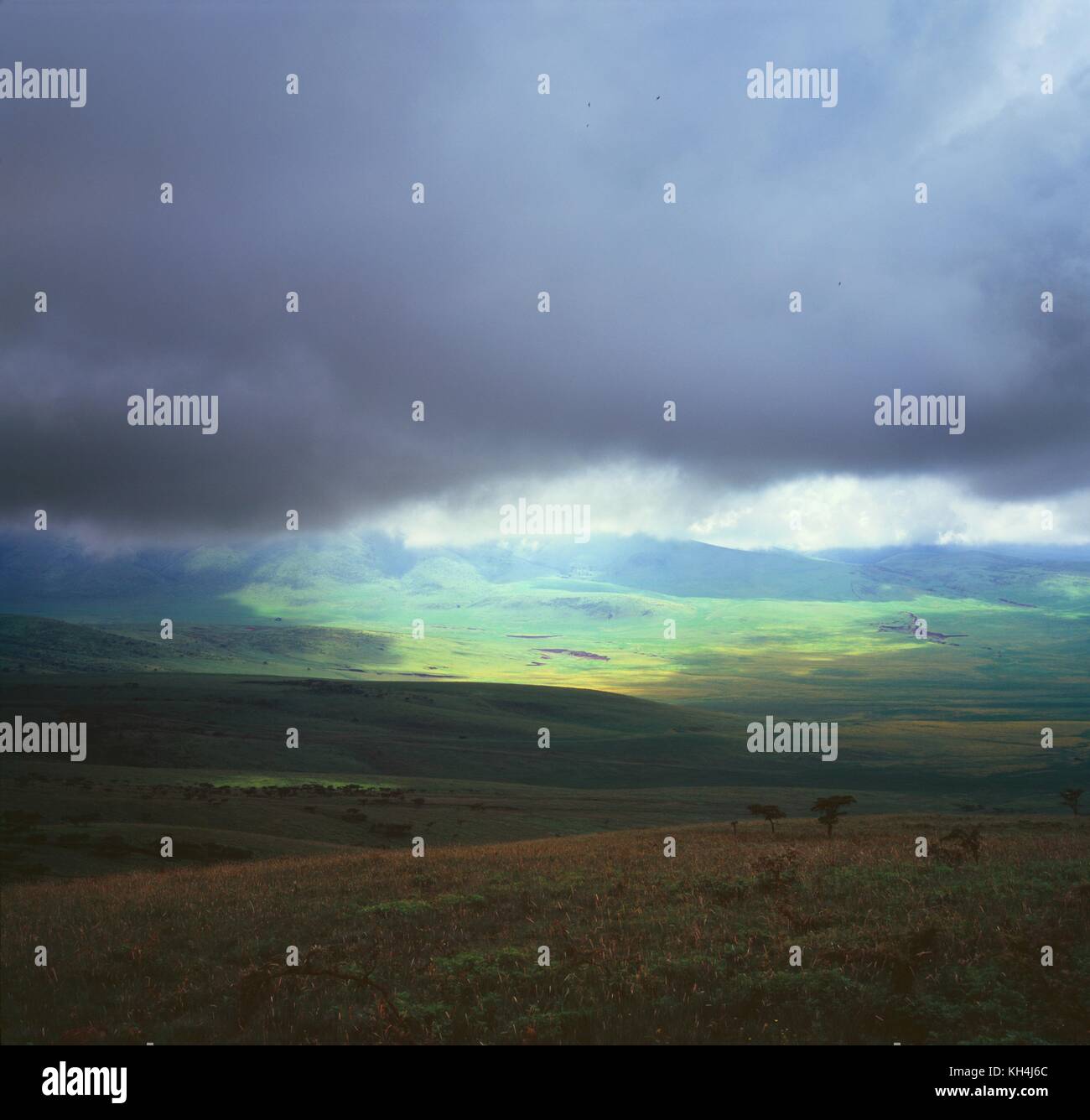 Ngoro ngoro wildlife hi-res stock photography and images - Alamy