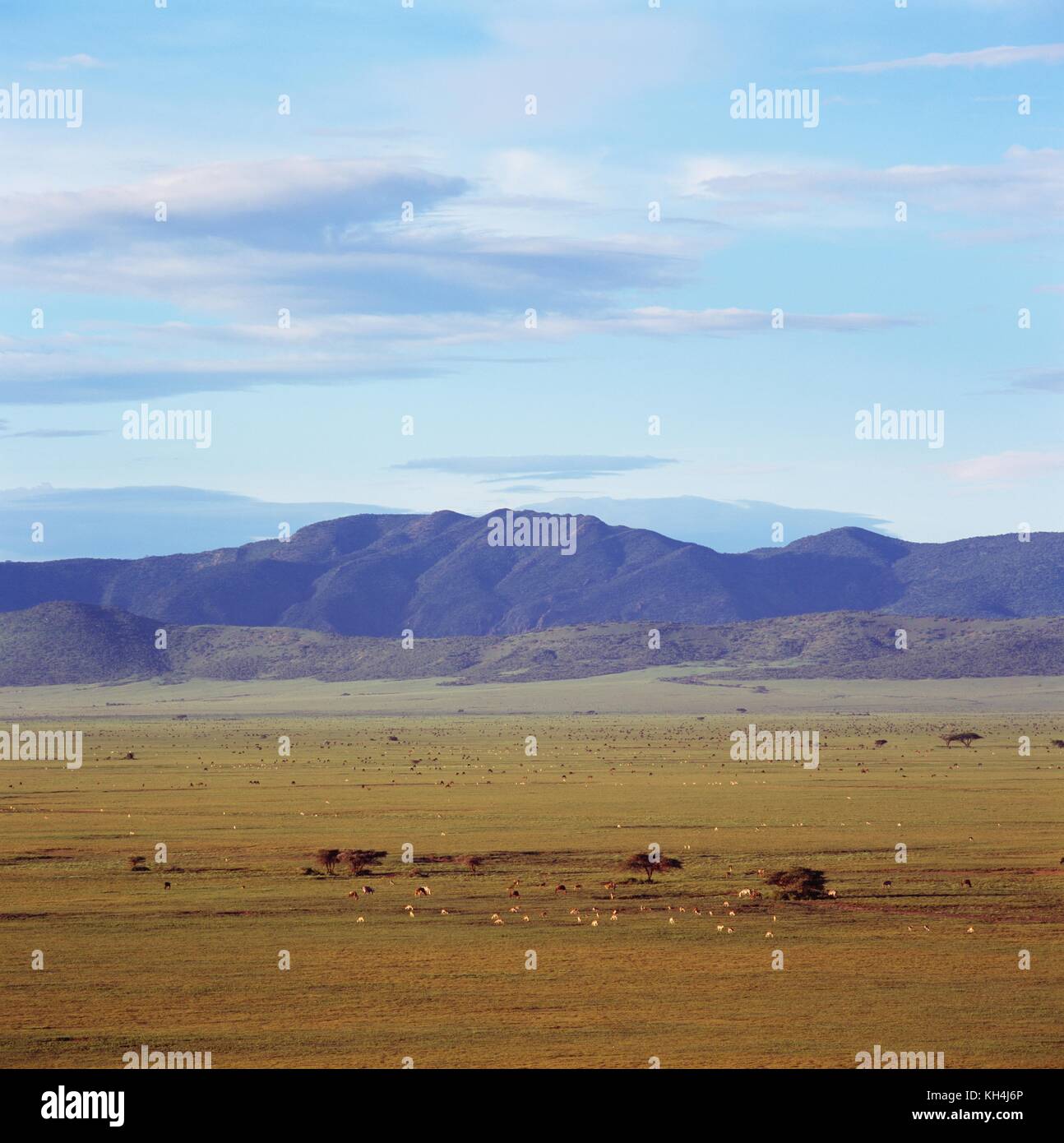 Ngoro ngoro crater wildlife hi-res stock photography and images - Alamy