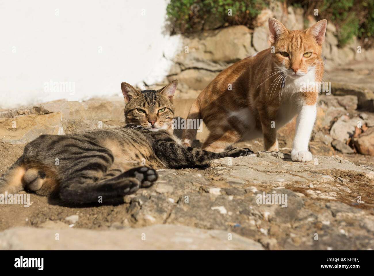 Two friendly cats Stock Photo - Alamy