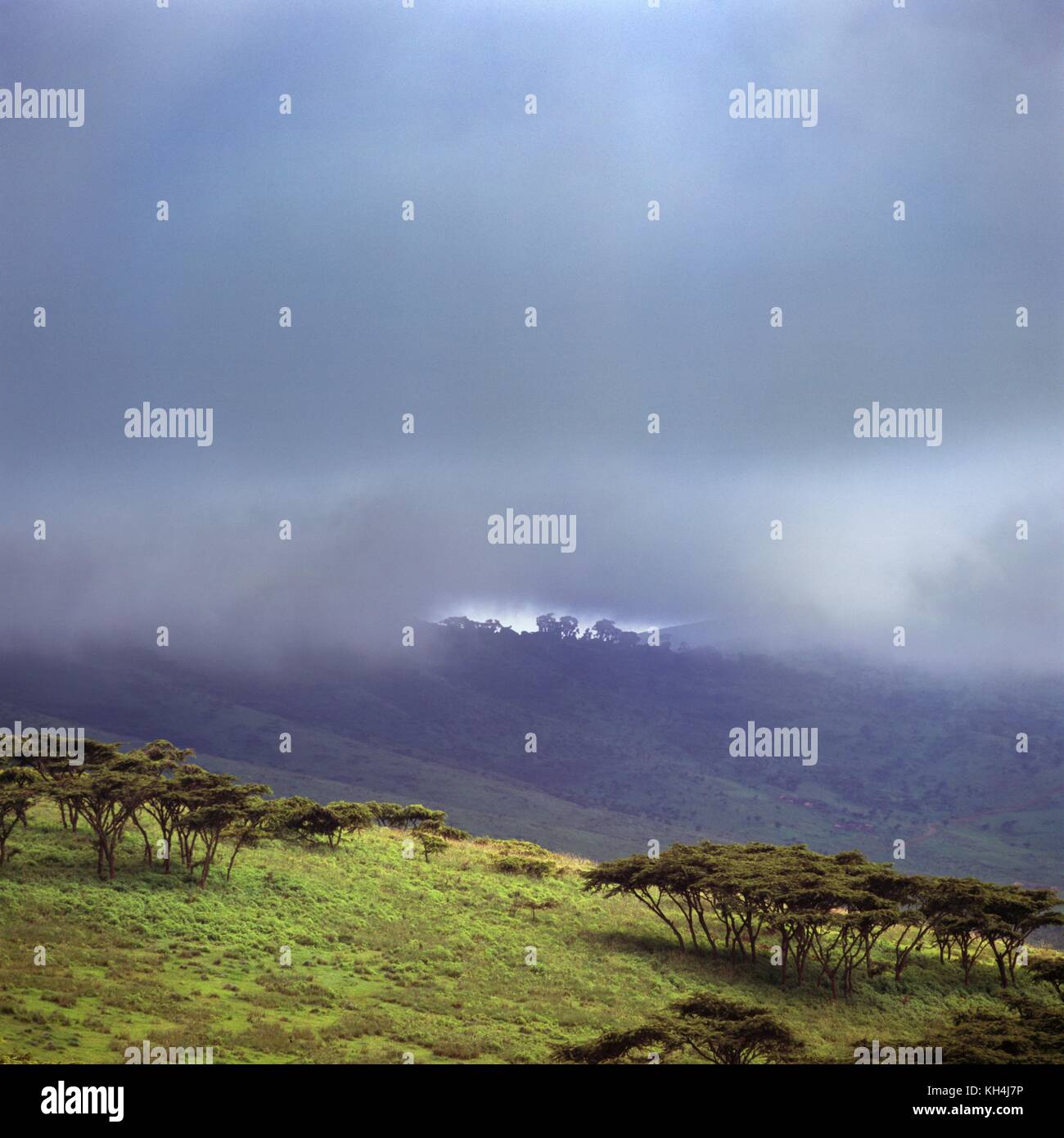 Ngoro ngoro crater wildlife hi-res stock photography and images - Alamy