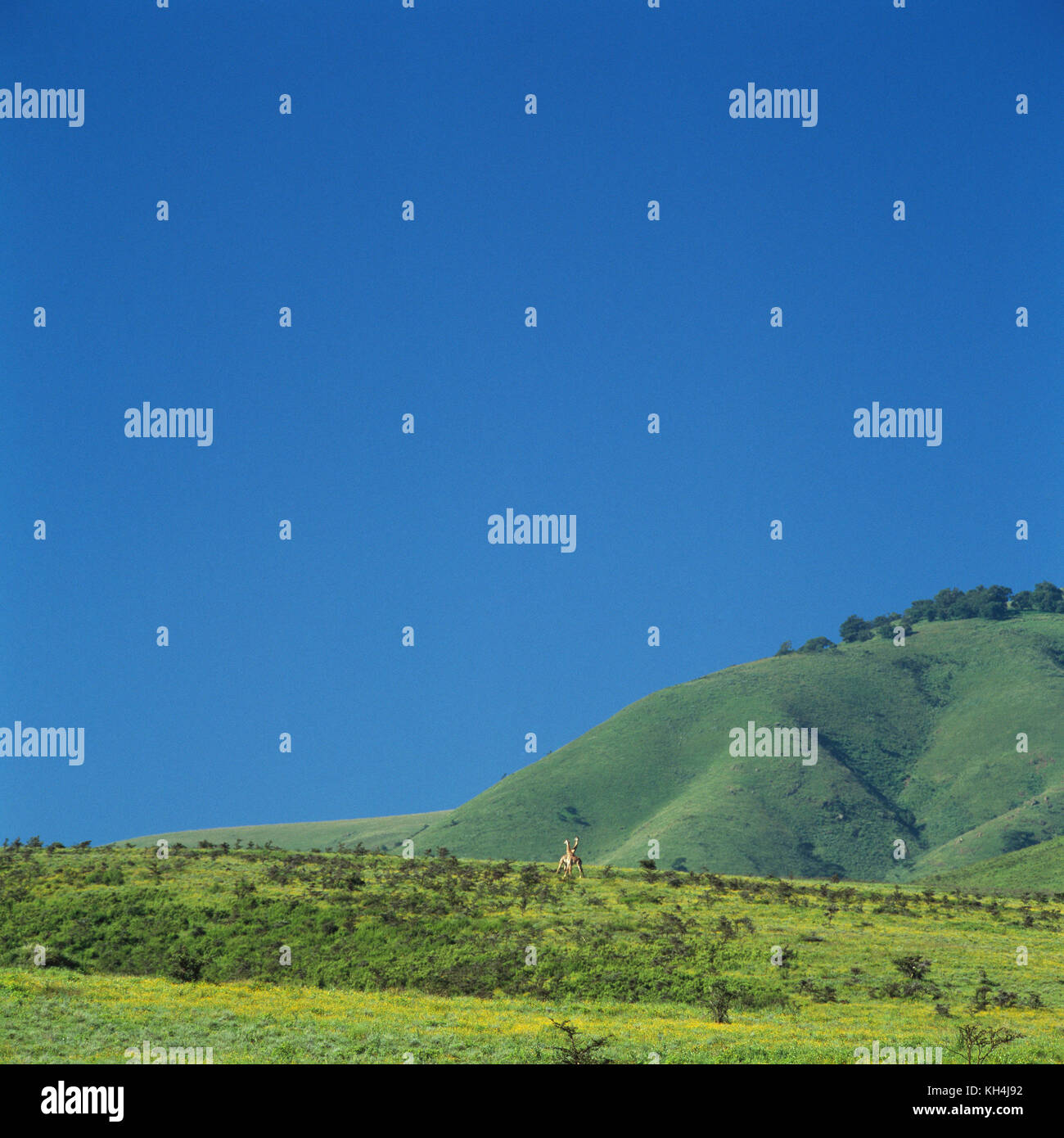 Ngoro ngoro crater wildlife hi-res stock photography and images - Alamy