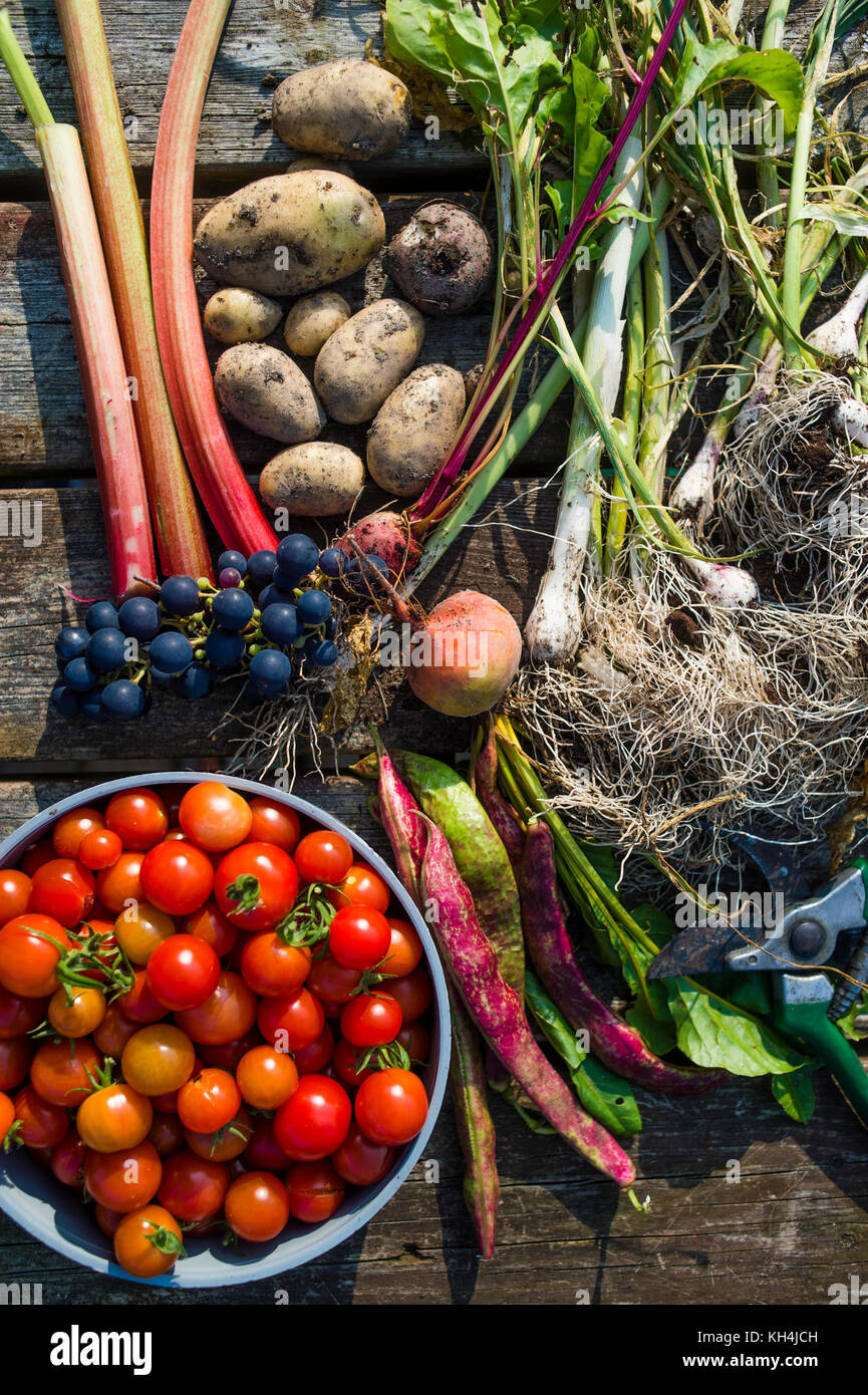 Freshly harvested fruit and vegetables laid out on a bench on an ...
