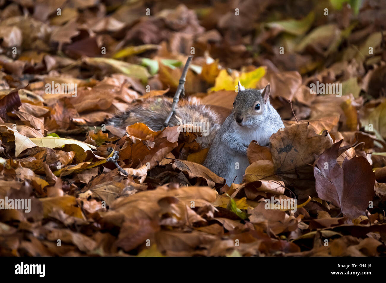 Squirrel in st james park hi-res stock photography and images - Alamy