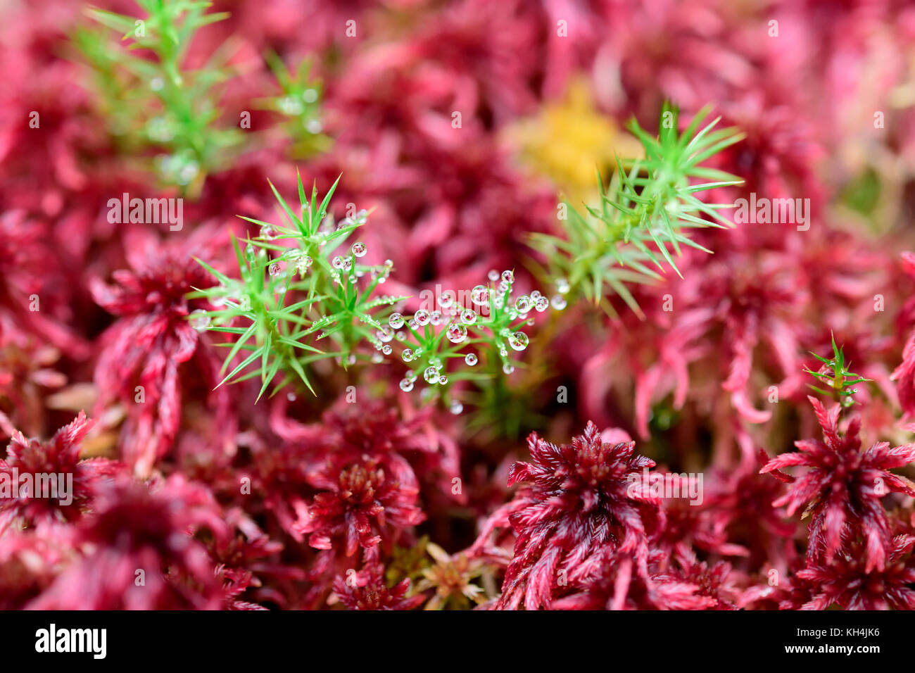 Moss plant hi-res stock photography and images - Alamy