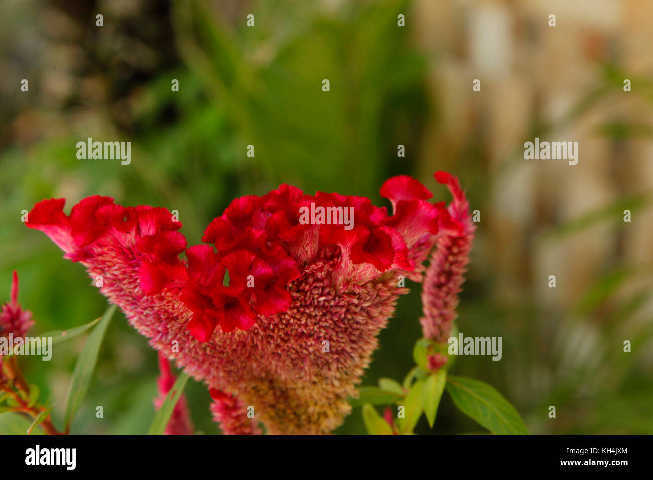 Red Pink Himalayan Flower, Uttrakhand, India, (Photo Copyright © Saji ...