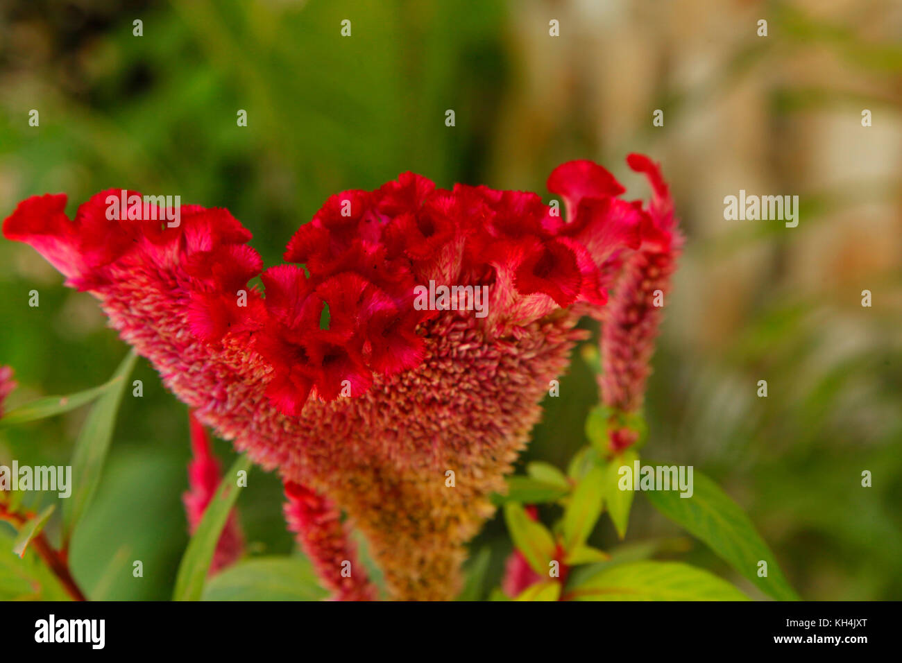 Uttrakhand valley flowers hi-res stock photography and images - Alamy
