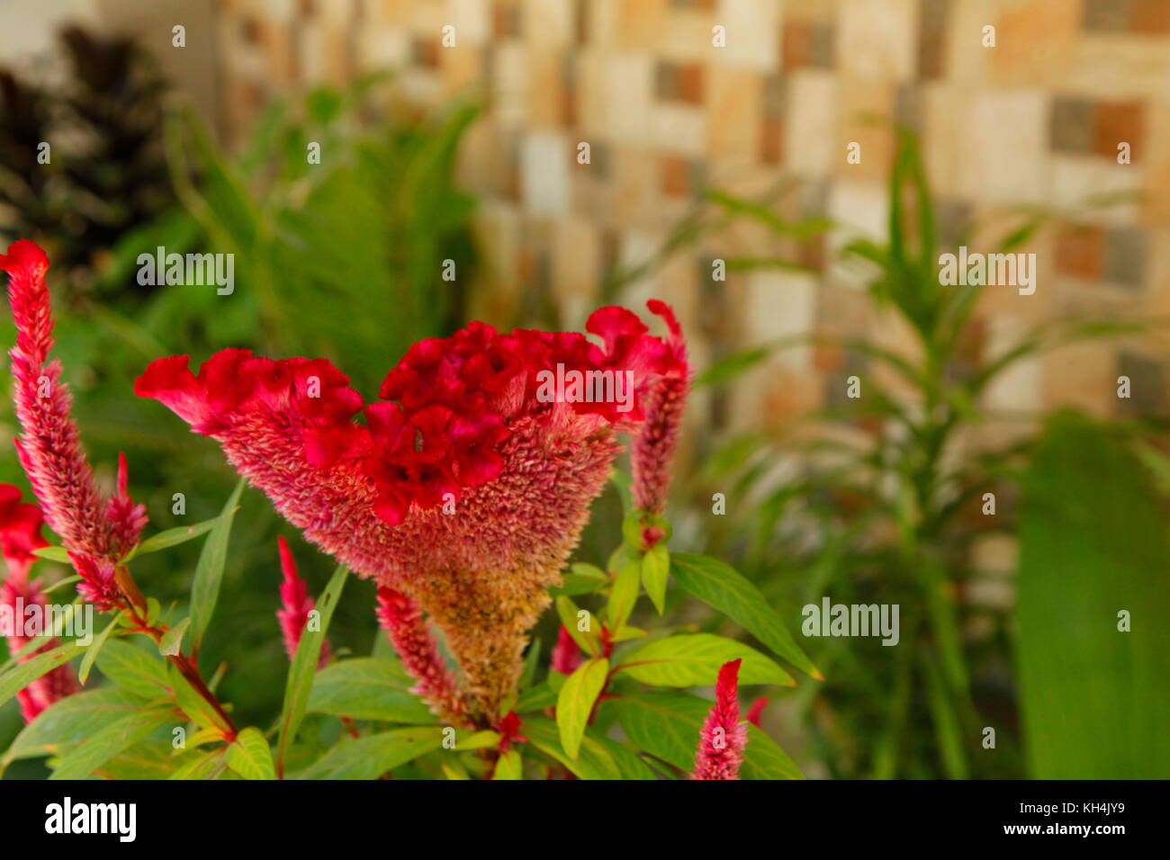 Red Pink Himalayan Flower, Uttrakhand, India, (Photo Copyright © Saji ...