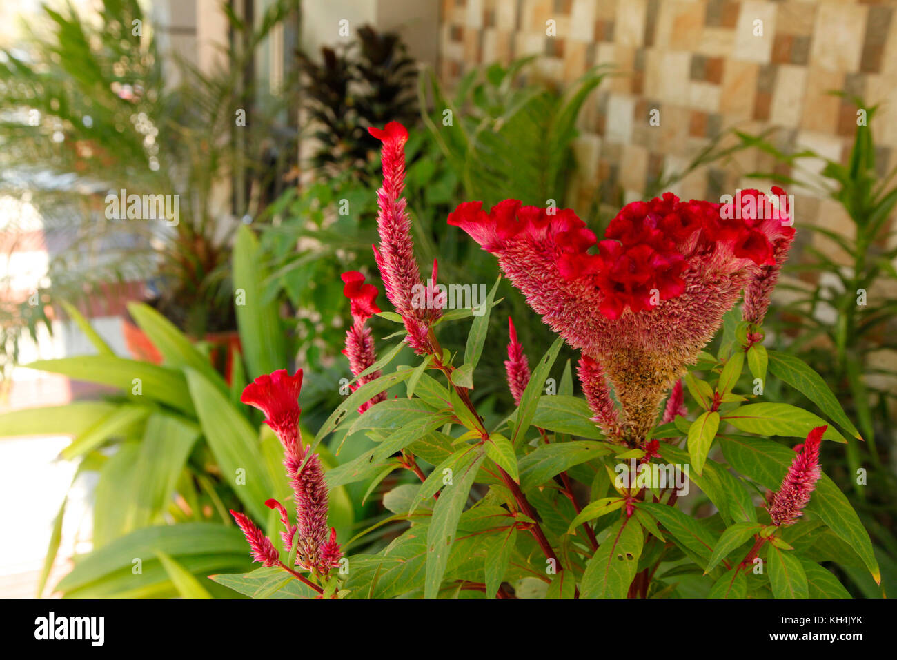Red Pink Himalayan Flower, Uttrakhand, India, (Photo Copyright © Saji ...
