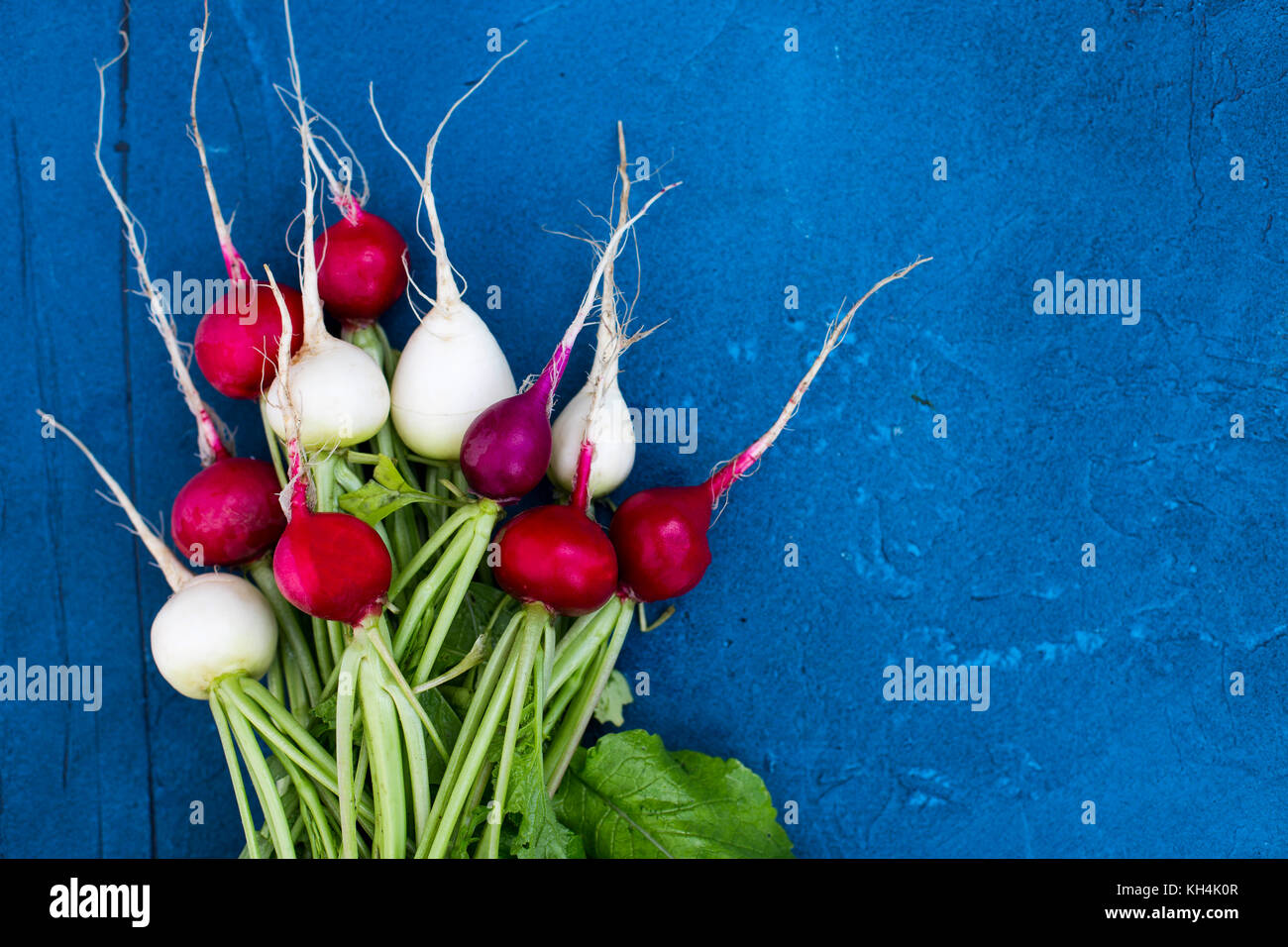 Blue textured background with bunch of colorful vibrant radishes Stock ...