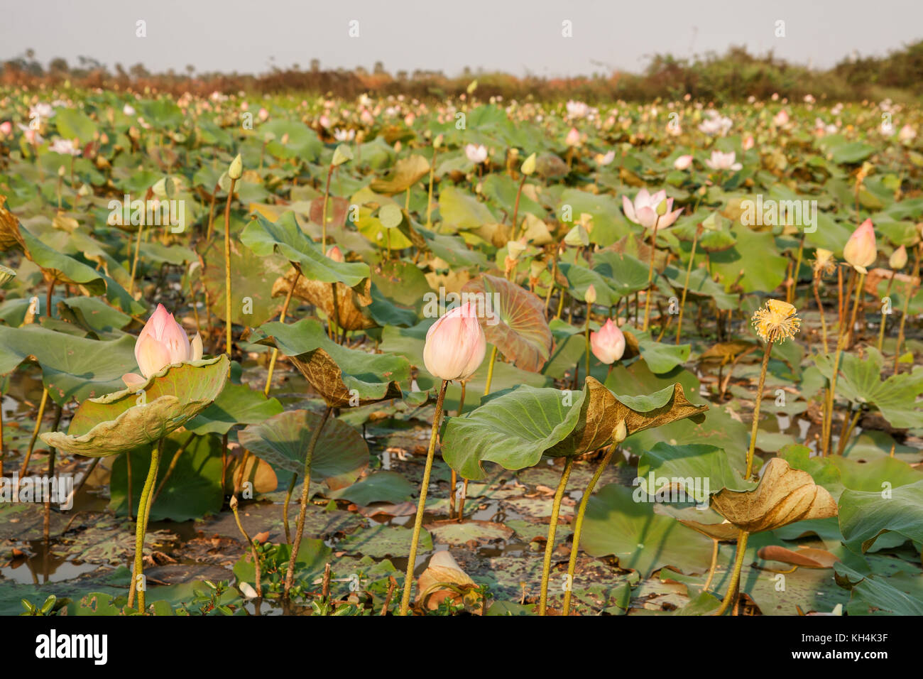 Field lotus flower hi-res stock photography and images - Alamy