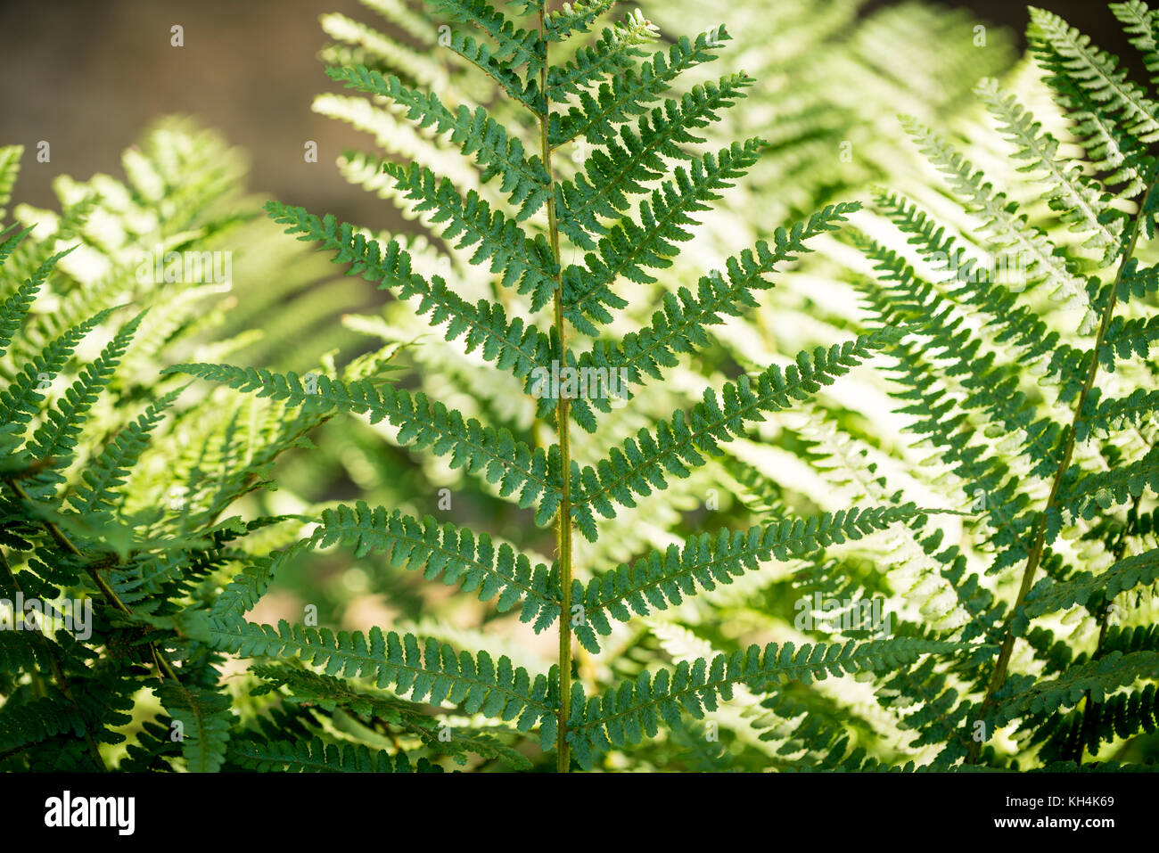 close up of a fern in spring Stock Photo - Alamy