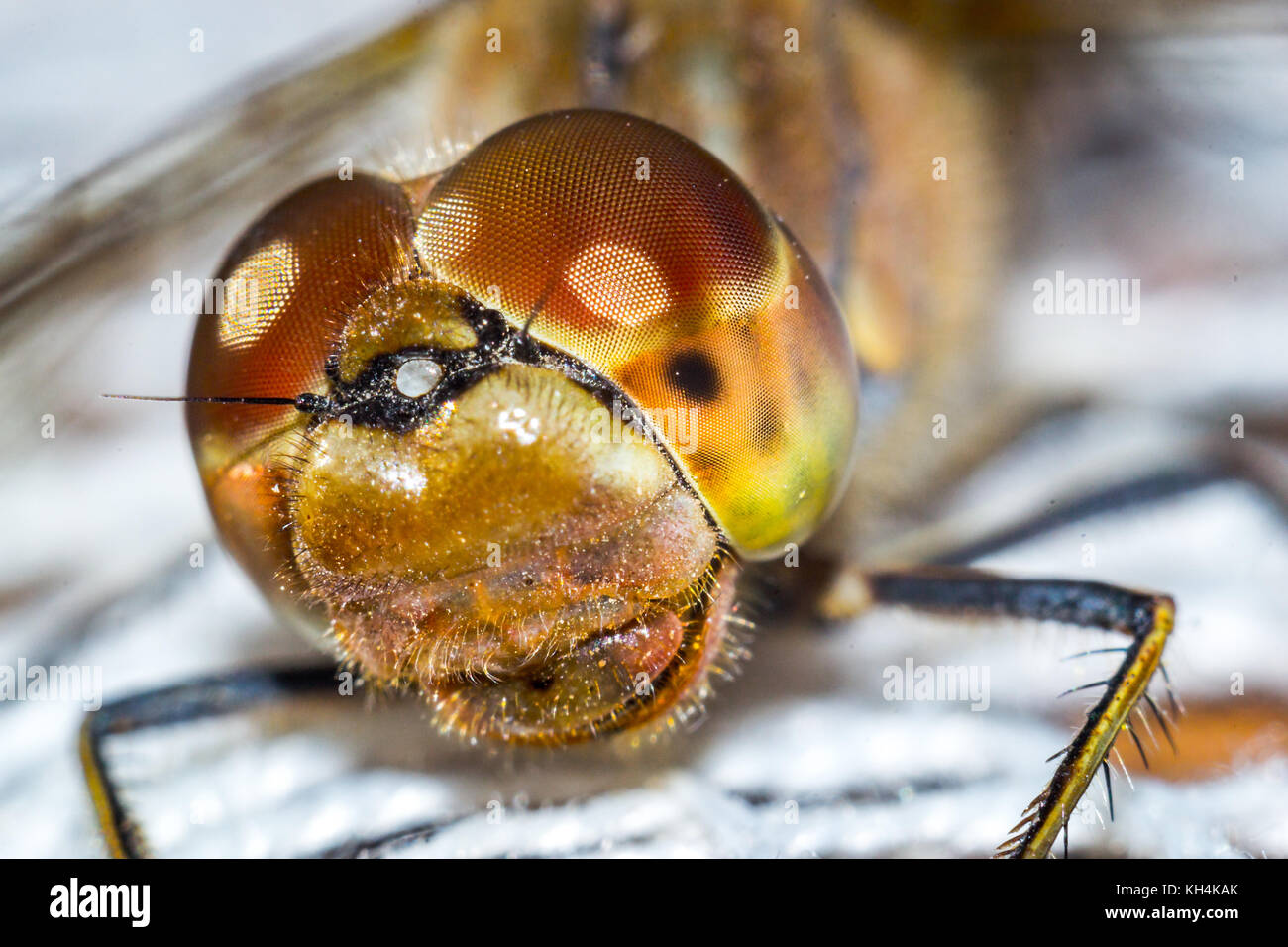Head of dragonfly Stock Photo - Alamy